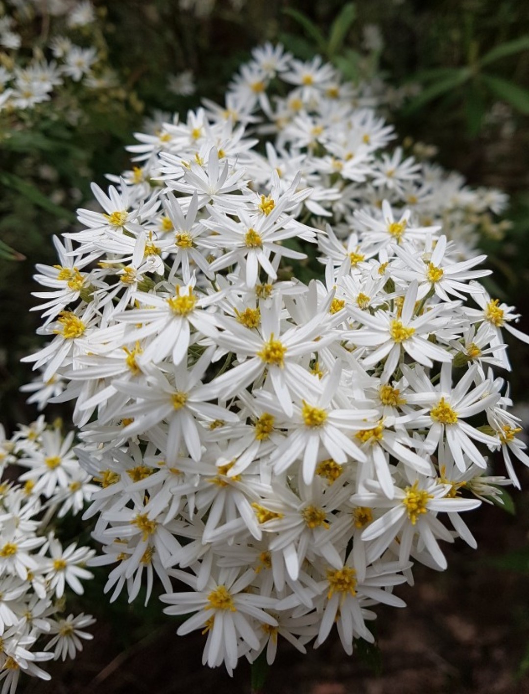 Olearia - PictureThis