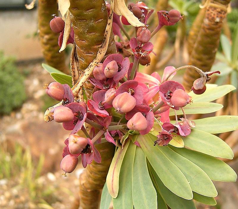 Strobilanthes atropurpurea - PictureThis