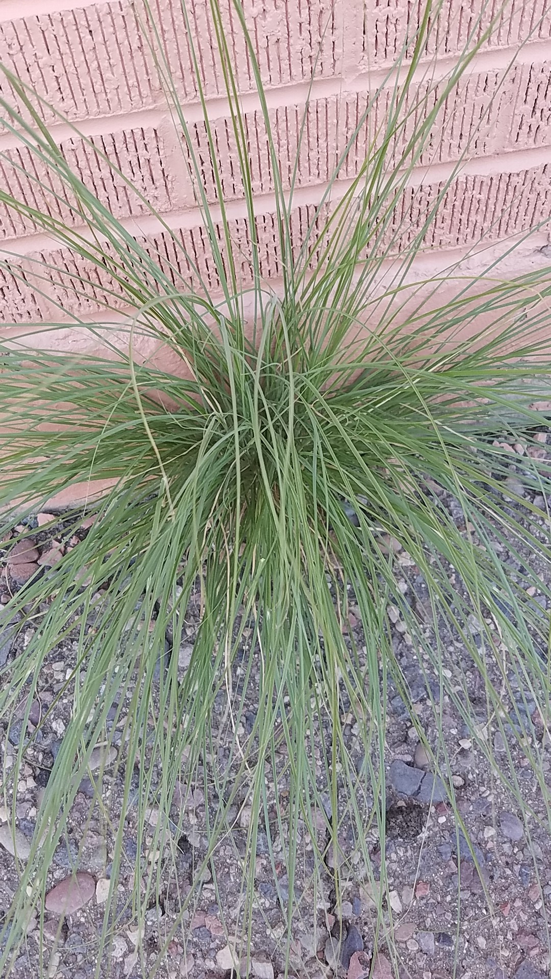 Stipa splendens - PictureThis