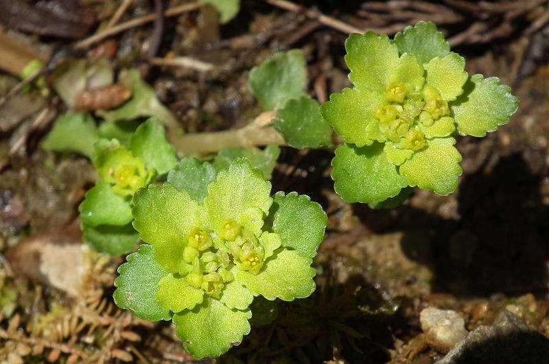 ネコノメソウ (Chrysosplenium grayanum) 花言葉，毒性，よくある質問 - PictureThis