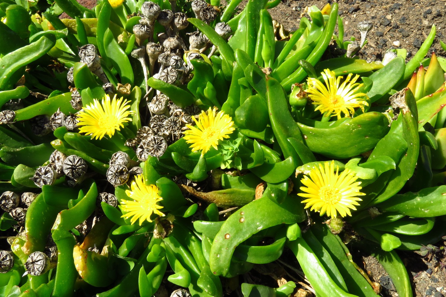 Hoja de Lengua (Glottiphyllum linguiforme) - PictureThis