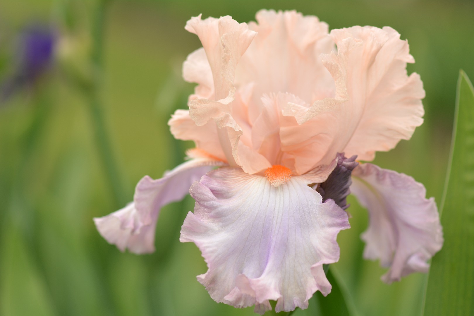 Iris germanica 'Celebration Song' - PictureThis