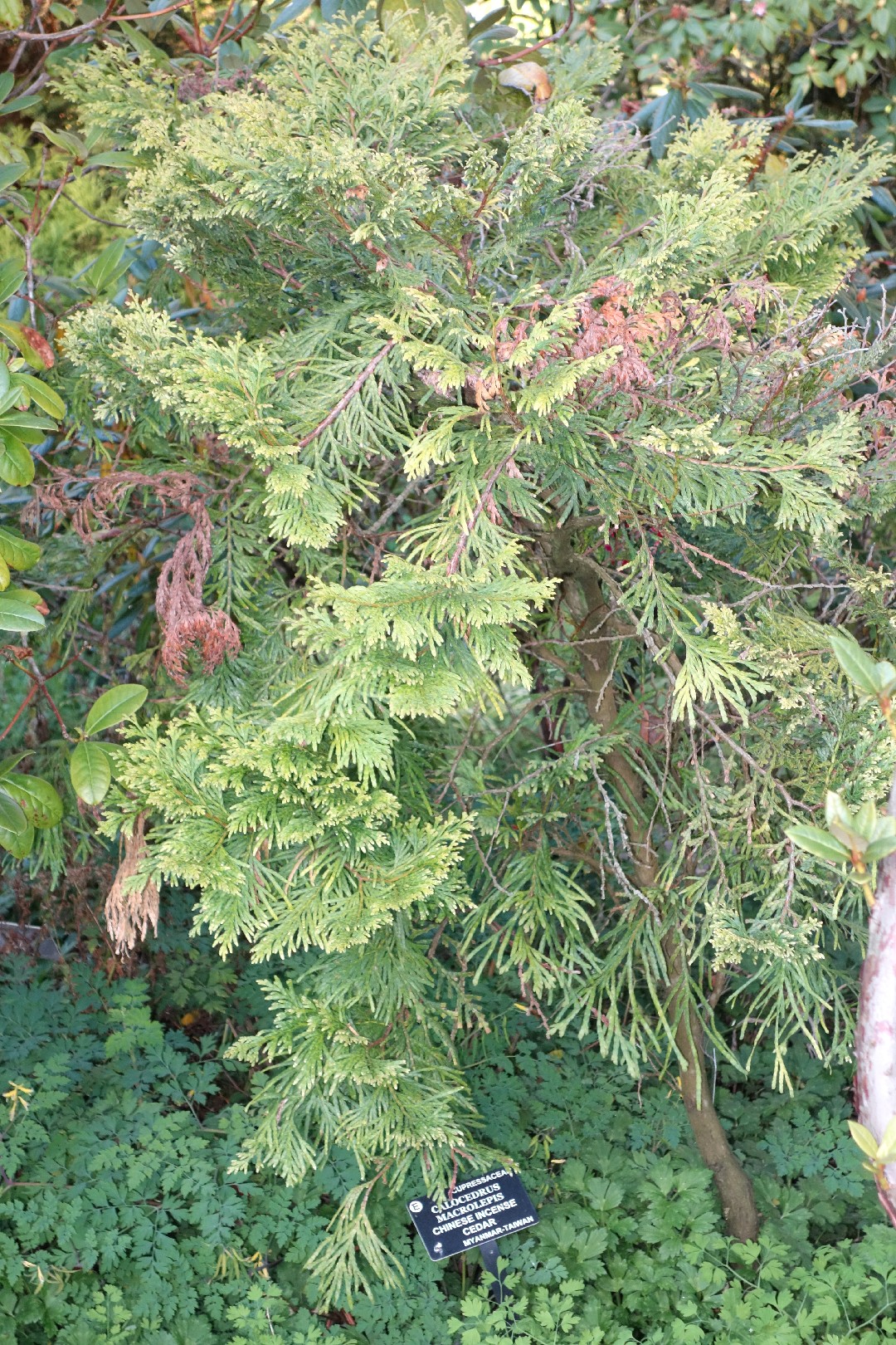 Calocedrus formosana - PictureThis