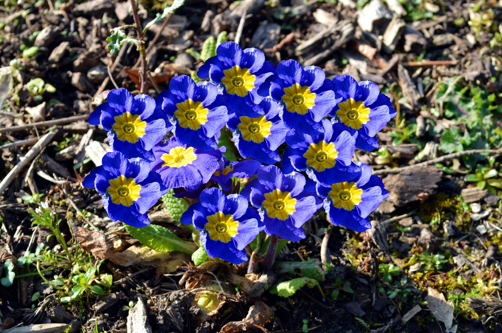 Blue Primrose Flower
