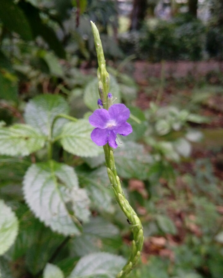 Stachytarpheta urticifolia - PictureThis