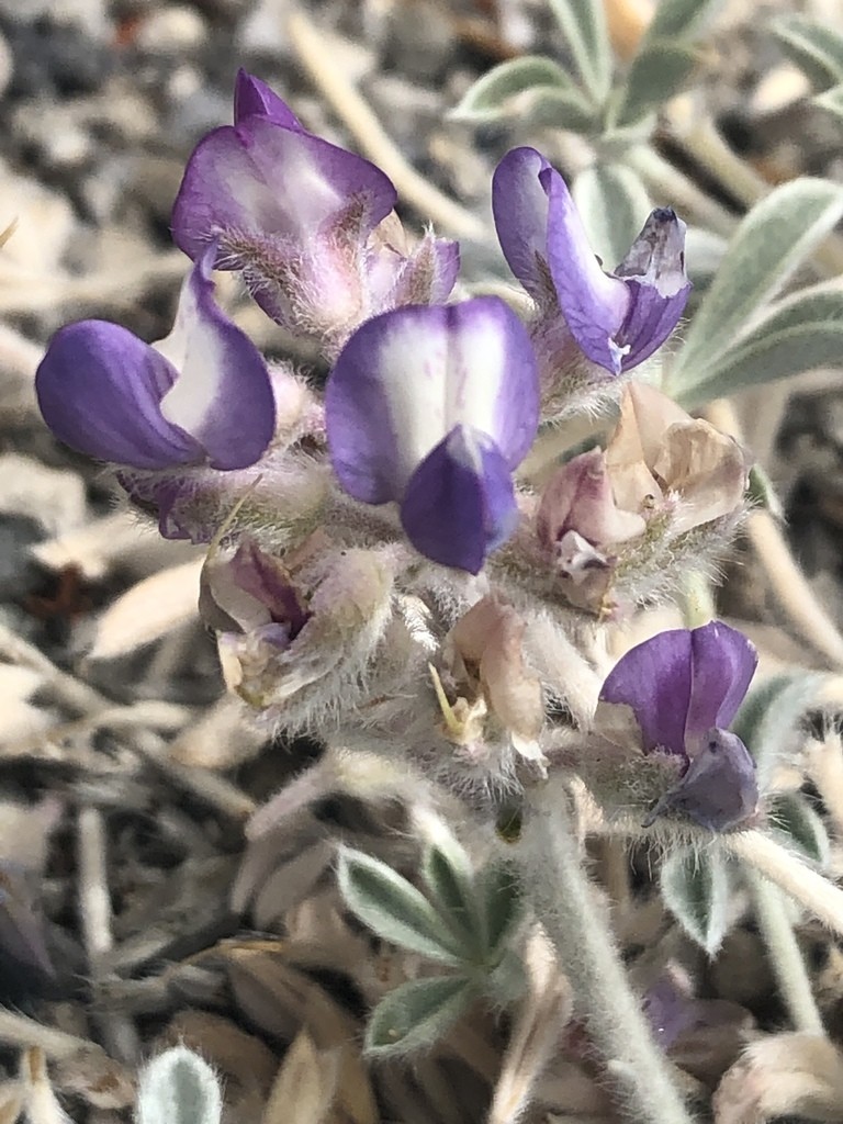 Lupinus duranii - PictureThis