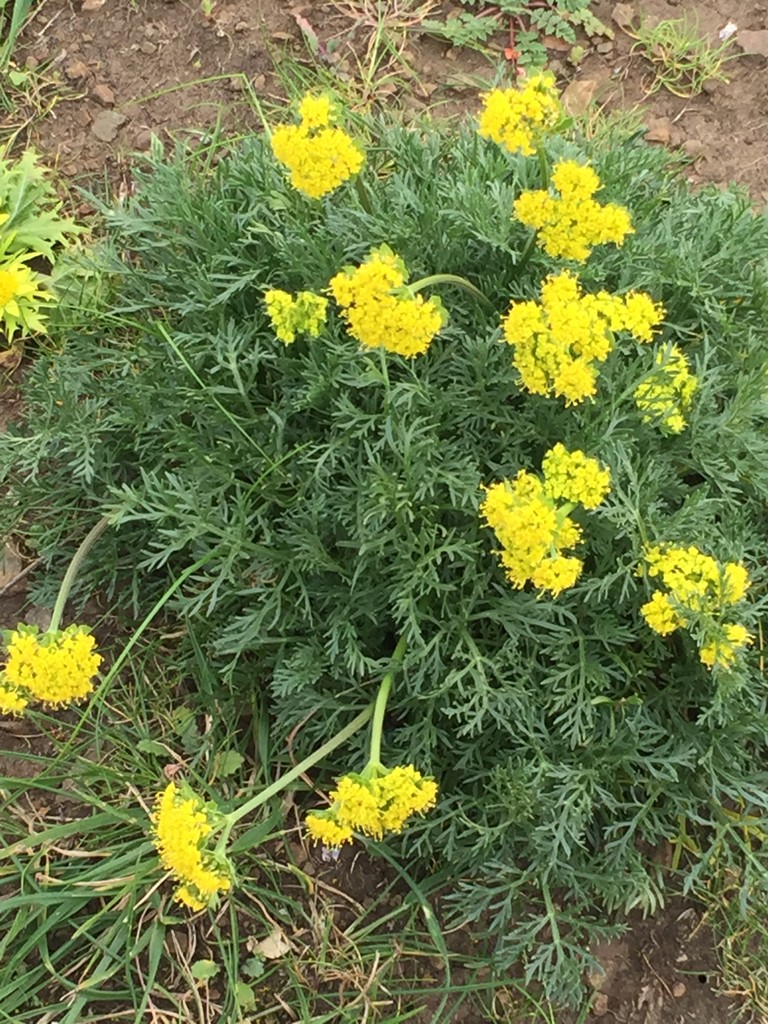 Lomatium caruifolium - PictureThis