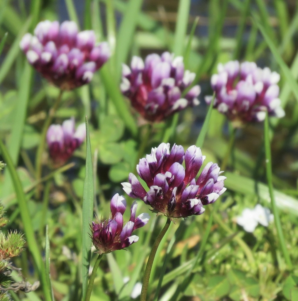 Trifolium variegatum - PictureThis