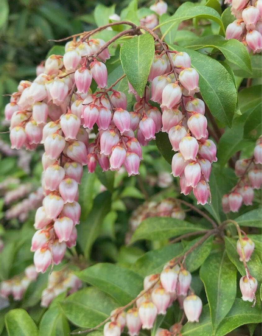 Pieris japonica 'Pink Delight' - PictureThis