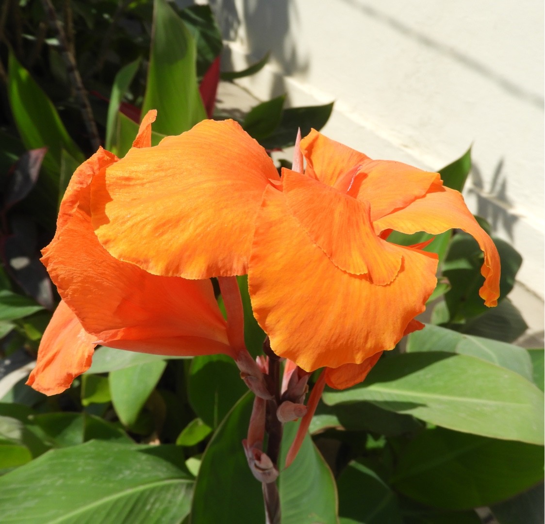 Canna lilies 'Orange Beauty' (Canna × generalis 'Orange Beauty') Flower, Leaf, Care, Uses ...