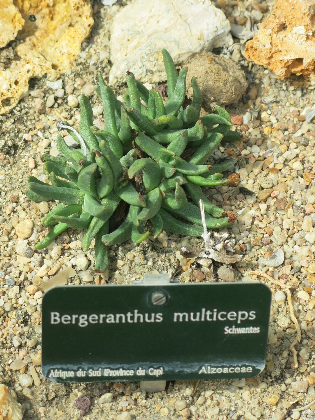 Bergeranthus multiceps - PictureThis