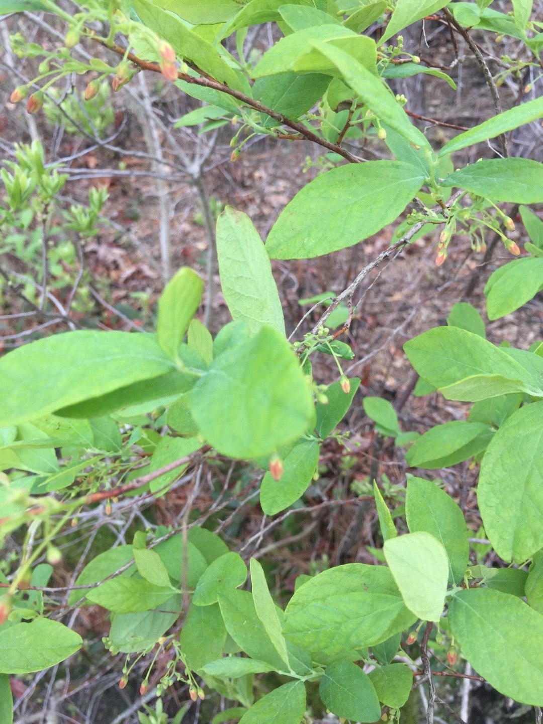 Dangleberry (Gaylussacia frondosa) Flower, Leaf, Care, Uses - PictureThis