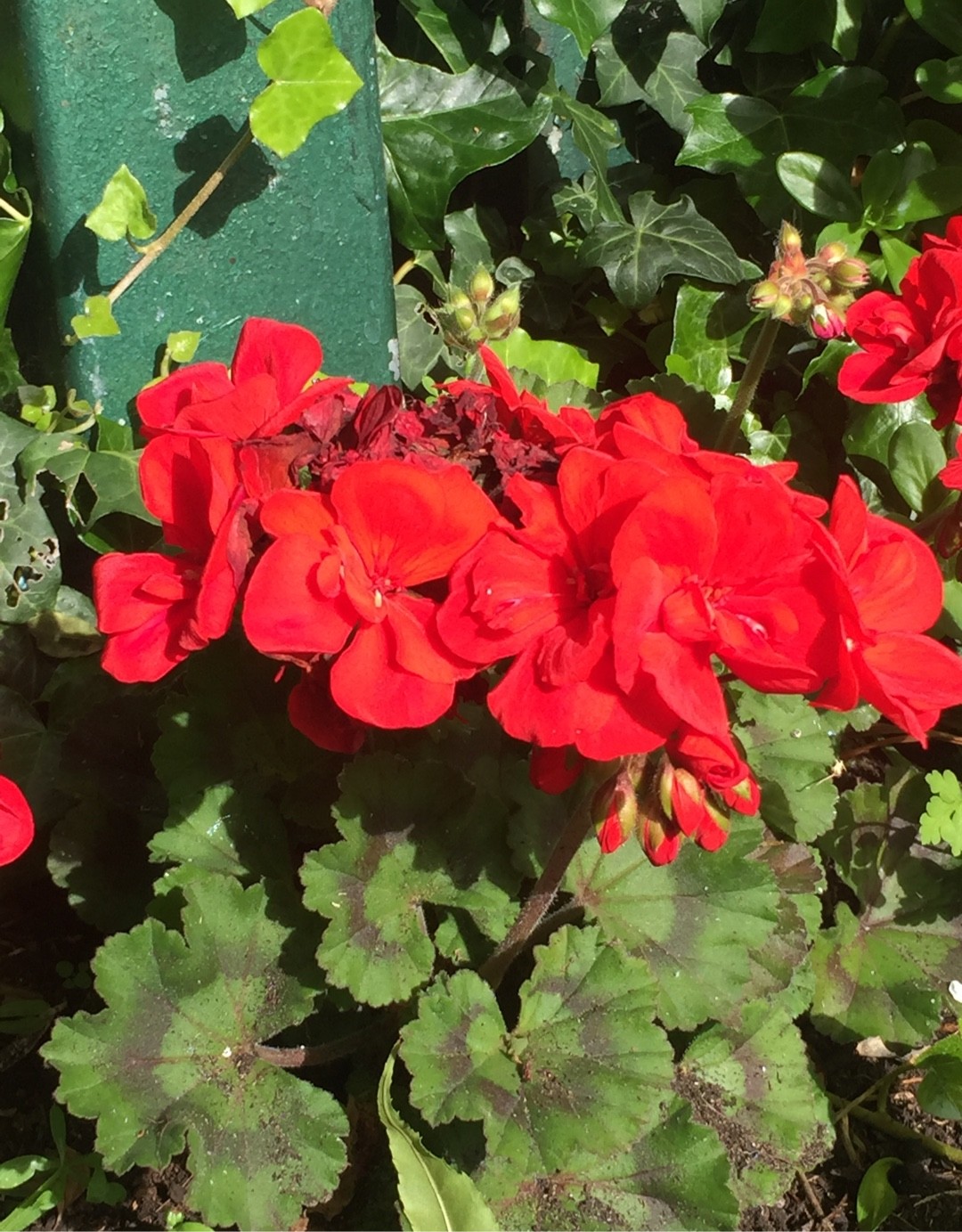 Pelargoniums (Pelargonium) Flower, Leaf, Care, Uses - PictureThis