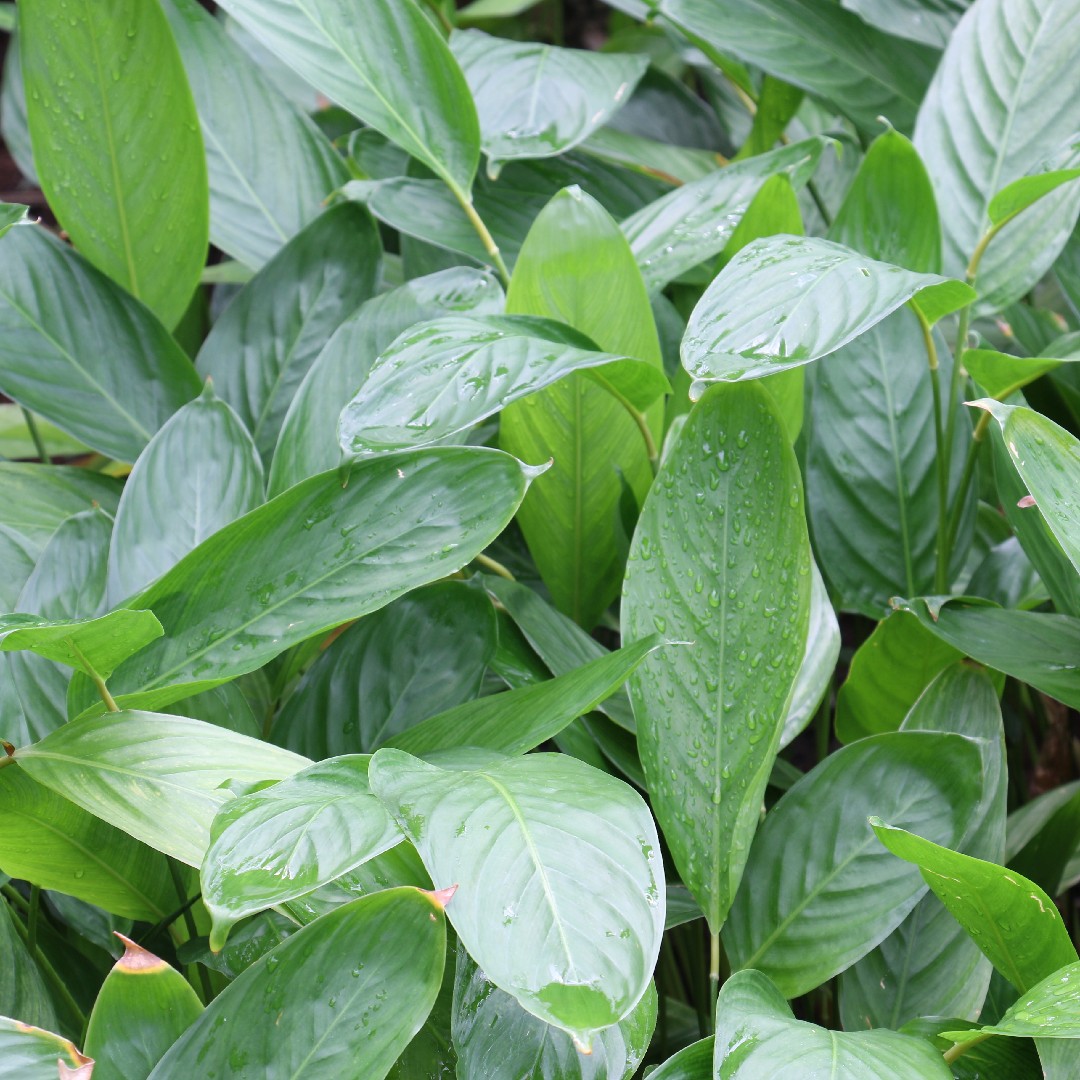 Maranta Cuidados (Plantando, Fertilizantes, Enfermedades) - PictureThis