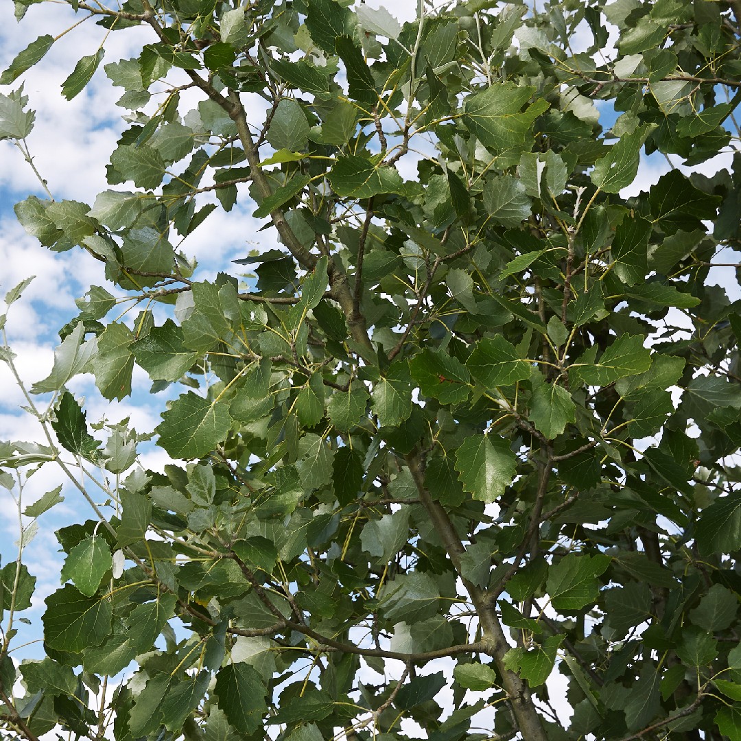 Álamo blanco Cuidados (Plantando, Fertilizantes, Enfermedades ...