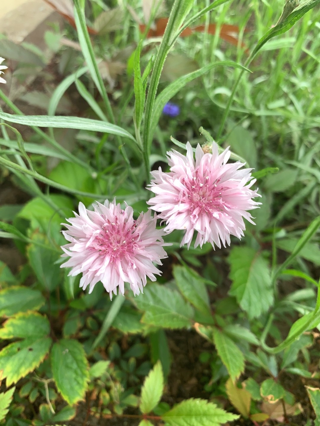 Palafox Care (Watering, Fertilize, Pruning, Propagation) - PictureThis