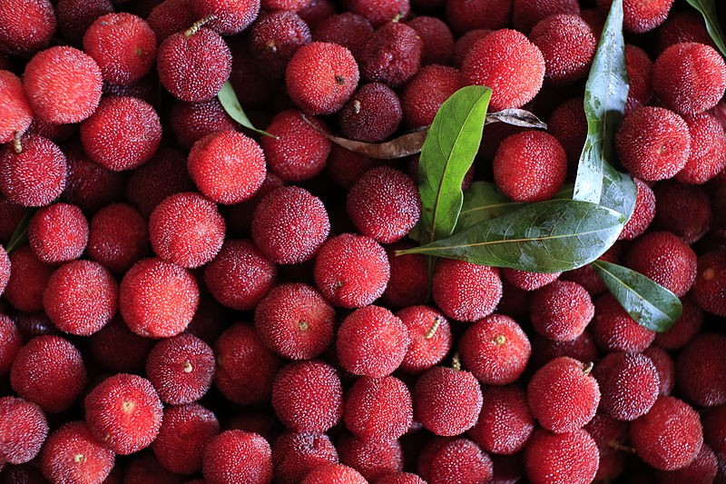 Red bayberry (Morella rubra) Flower, Leaf, Care, Uses - PictureThis
