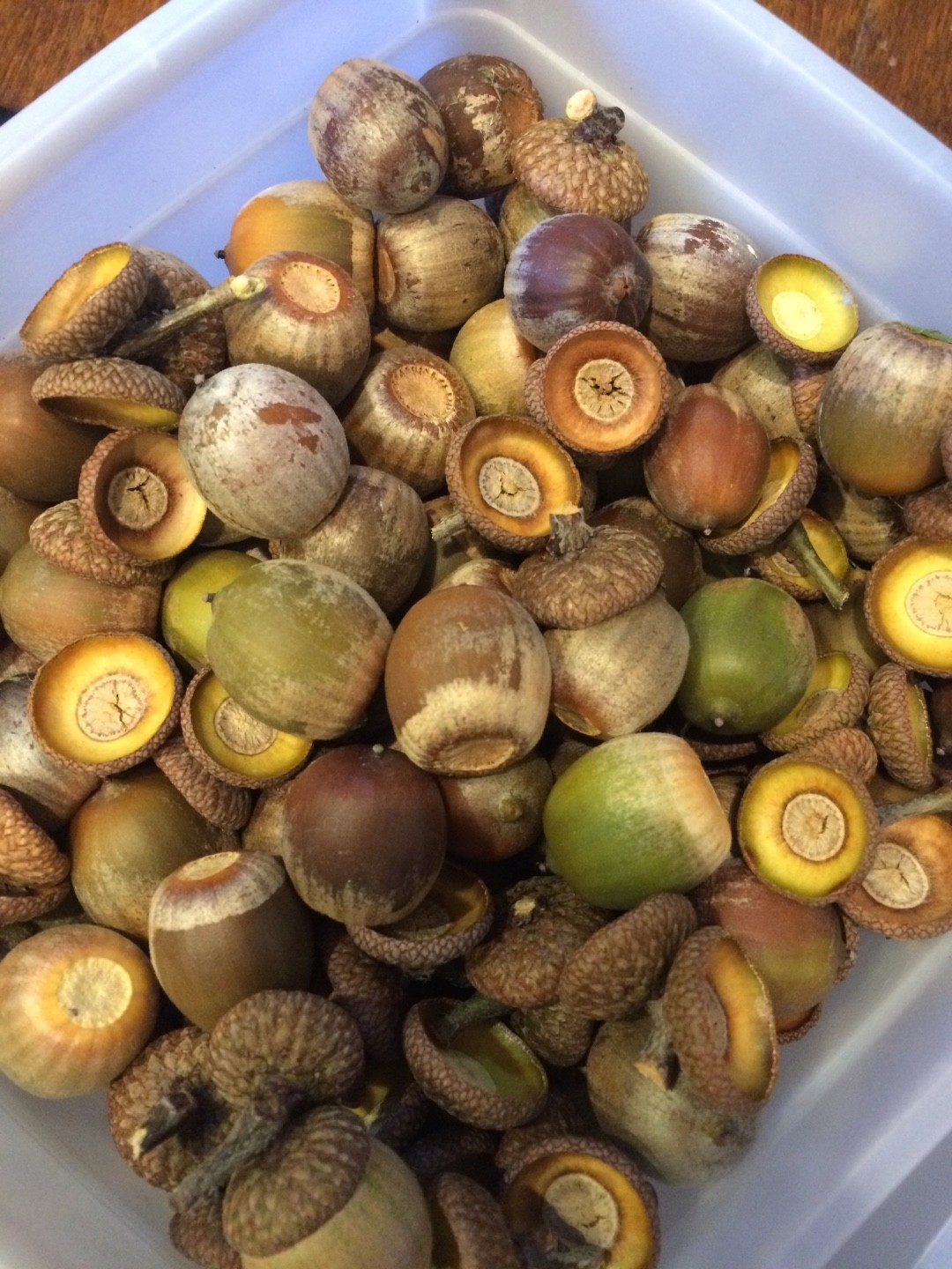 🍀 How to Grow and Care for Harland's tanbark