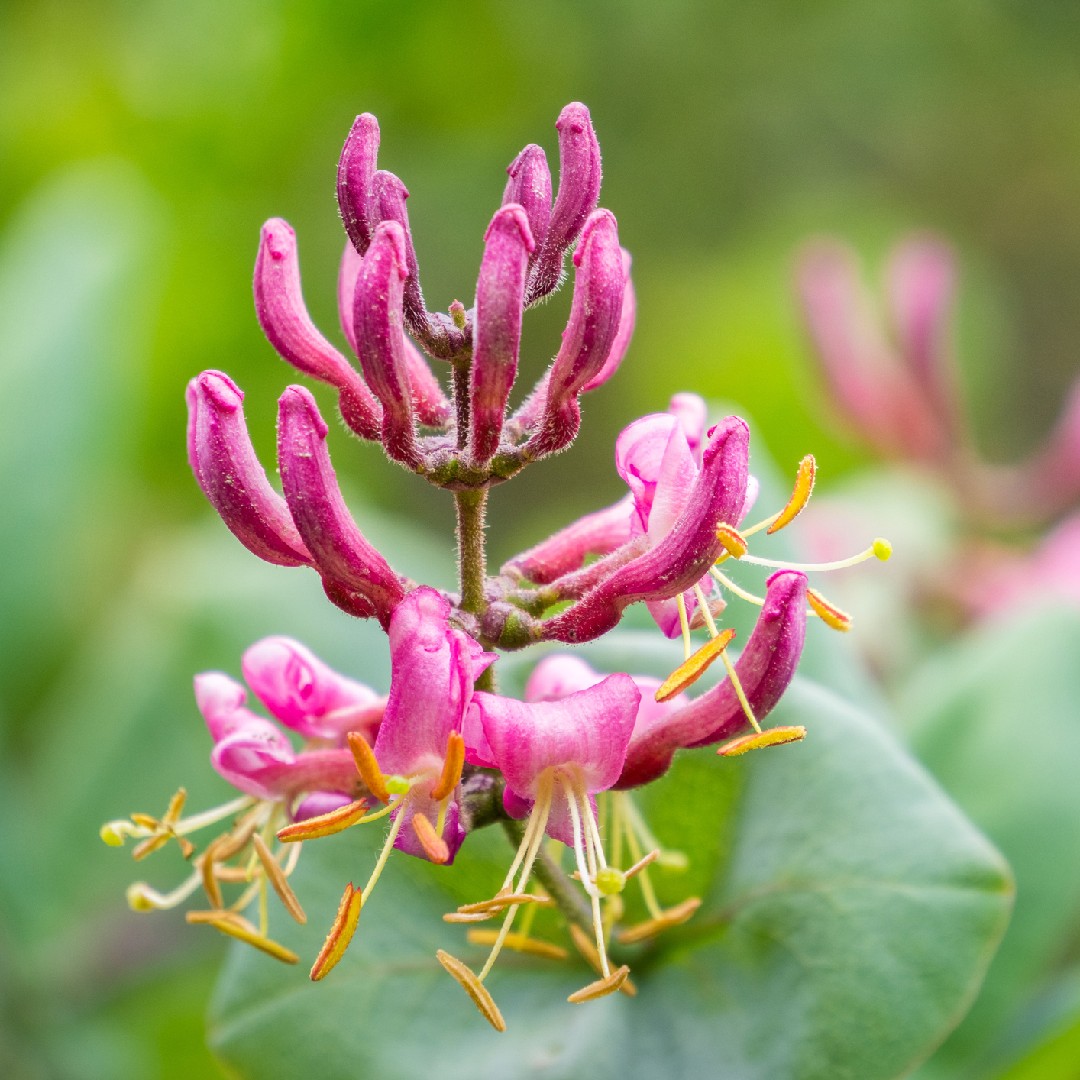 How Can I Prune My Pink Honeysuckle During Different Seasons Picturethis