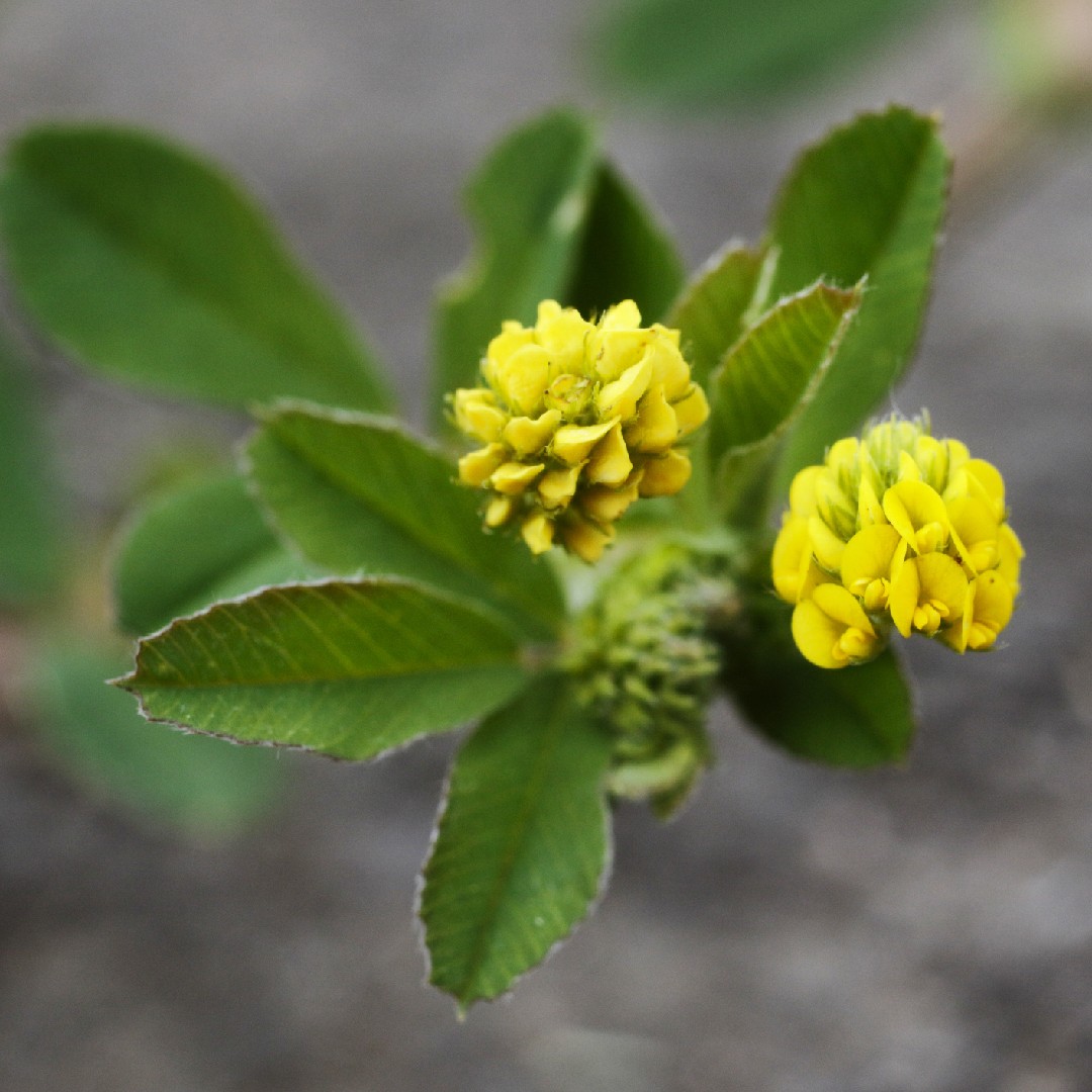 Luzerne (Medicago) - PictureThis