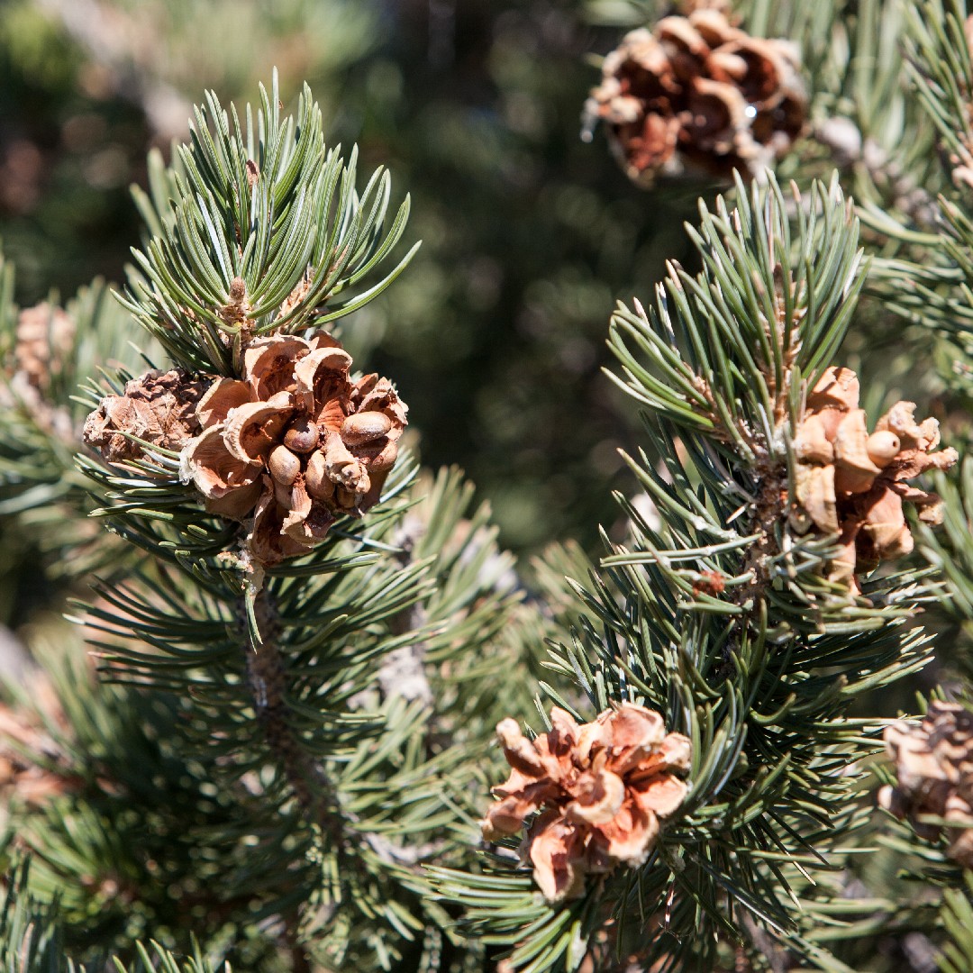 Pinus edulis - PictureThis