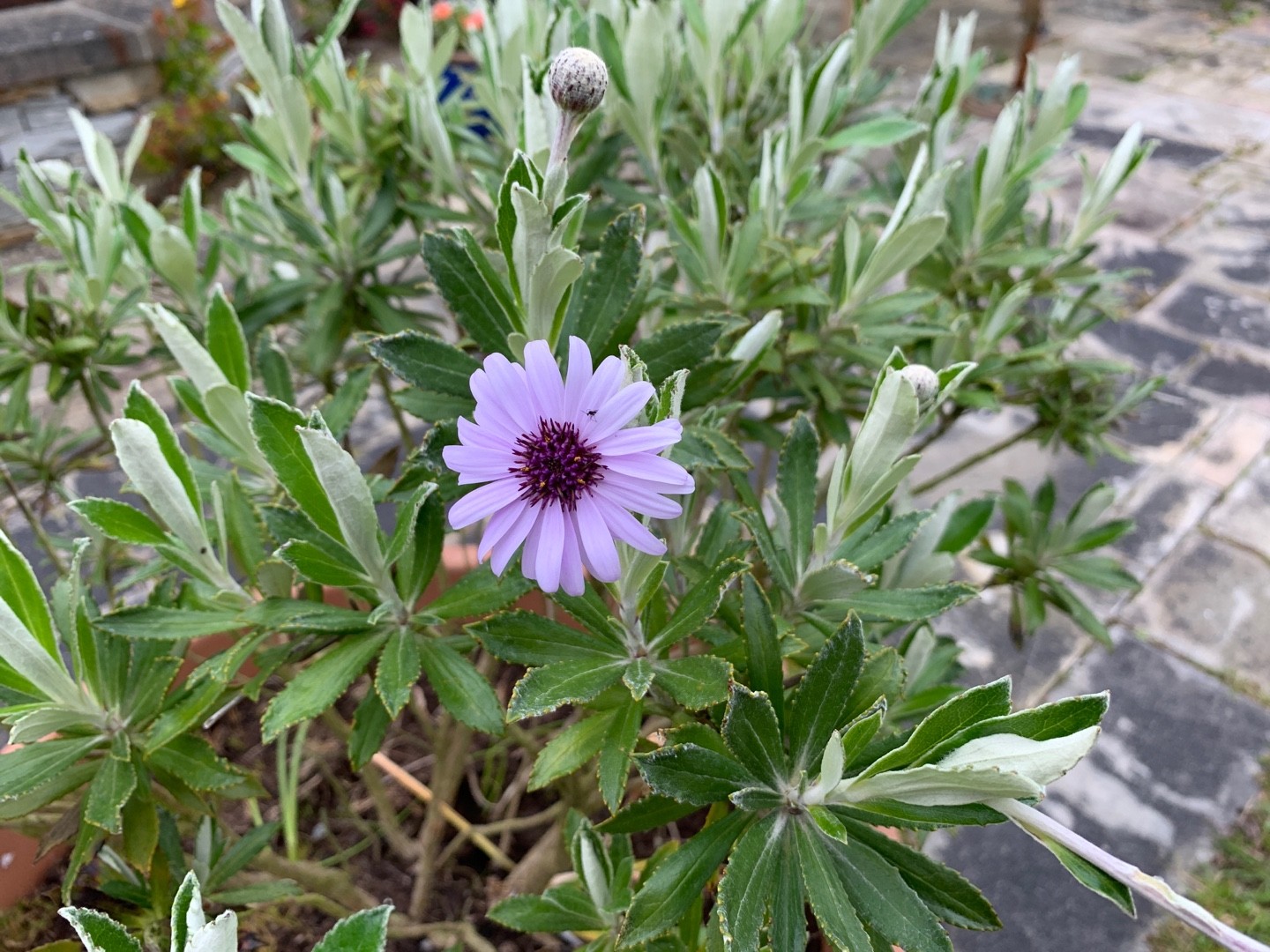 Daisy-bush (Olearia) Flower, Leaf, Care, Uses - PictureThis