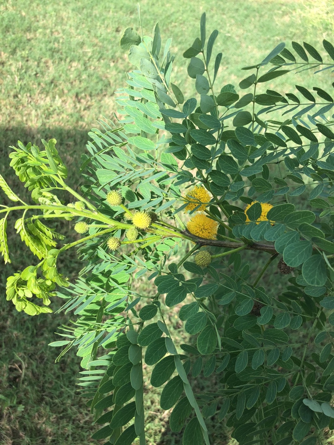 Leucaena retusa 照顧，種植，繁殖，開花時間 - PictureThis