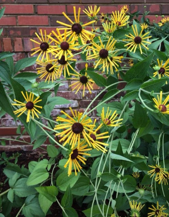 루드베키아속 (Rudbeckia) - PictureThis