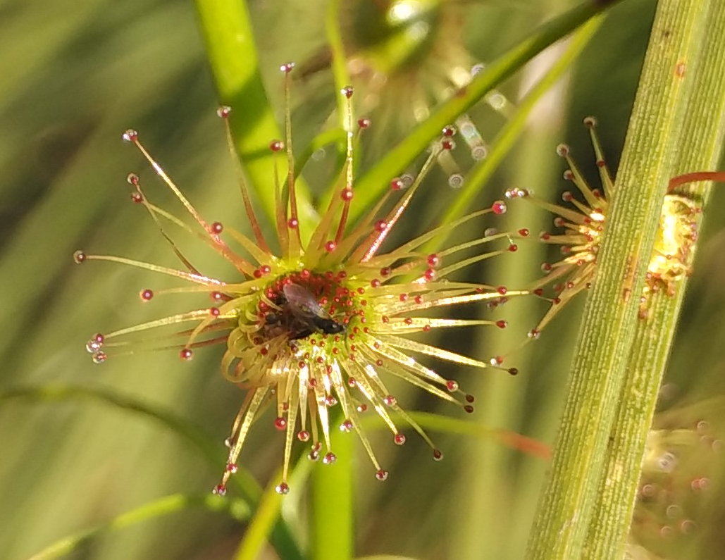Drosera peltata subsp. auriculata - PictureThis