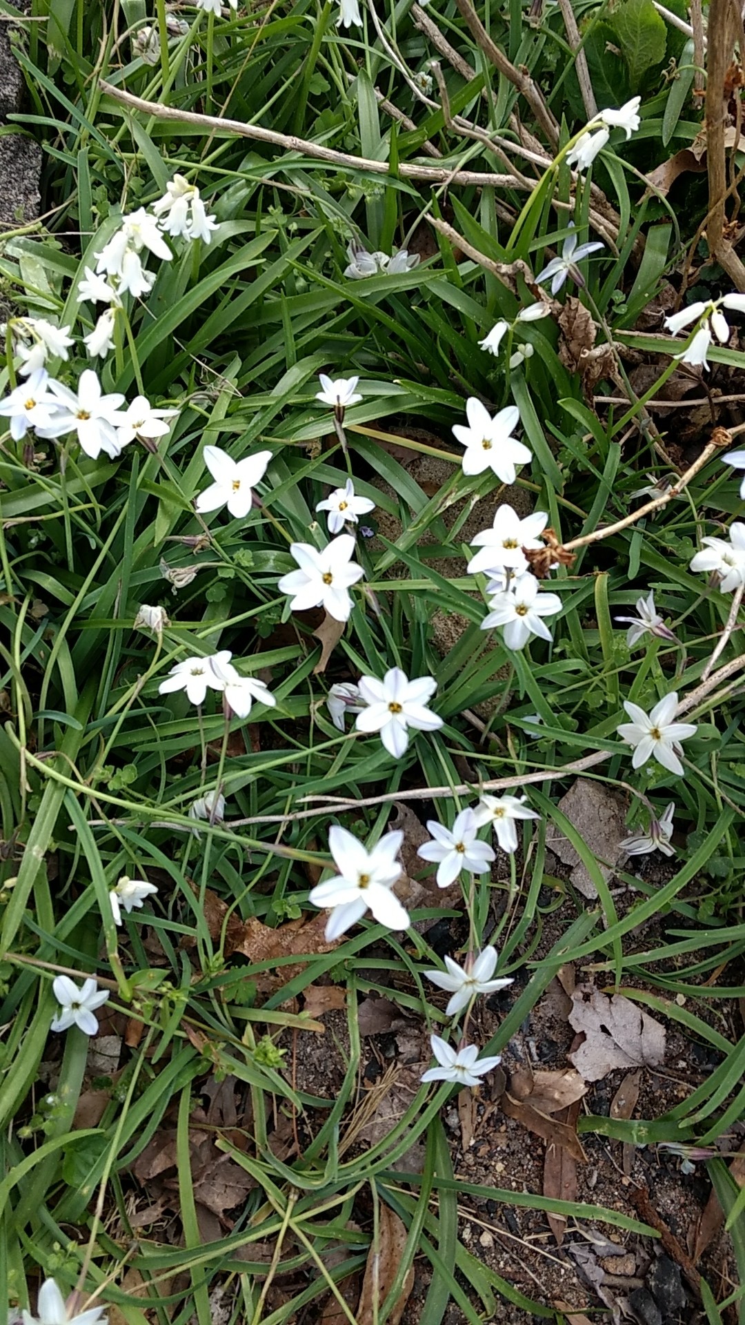 Spring starflowers (Ipheion) Flower, Leaf, Care, Uses - PictureThis