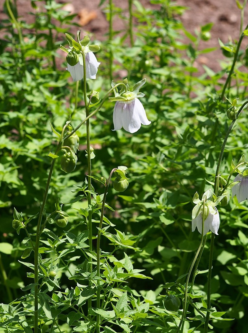 Bonnet bellflower (Codonopsis clematidea) Flower, Leaf, Care, Uses ...