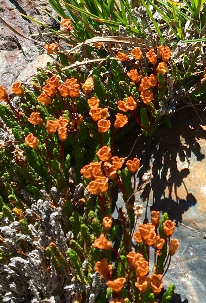 Heathers and allies (Ericales) Flower, Leaf, Care, Uses - PictureThis
