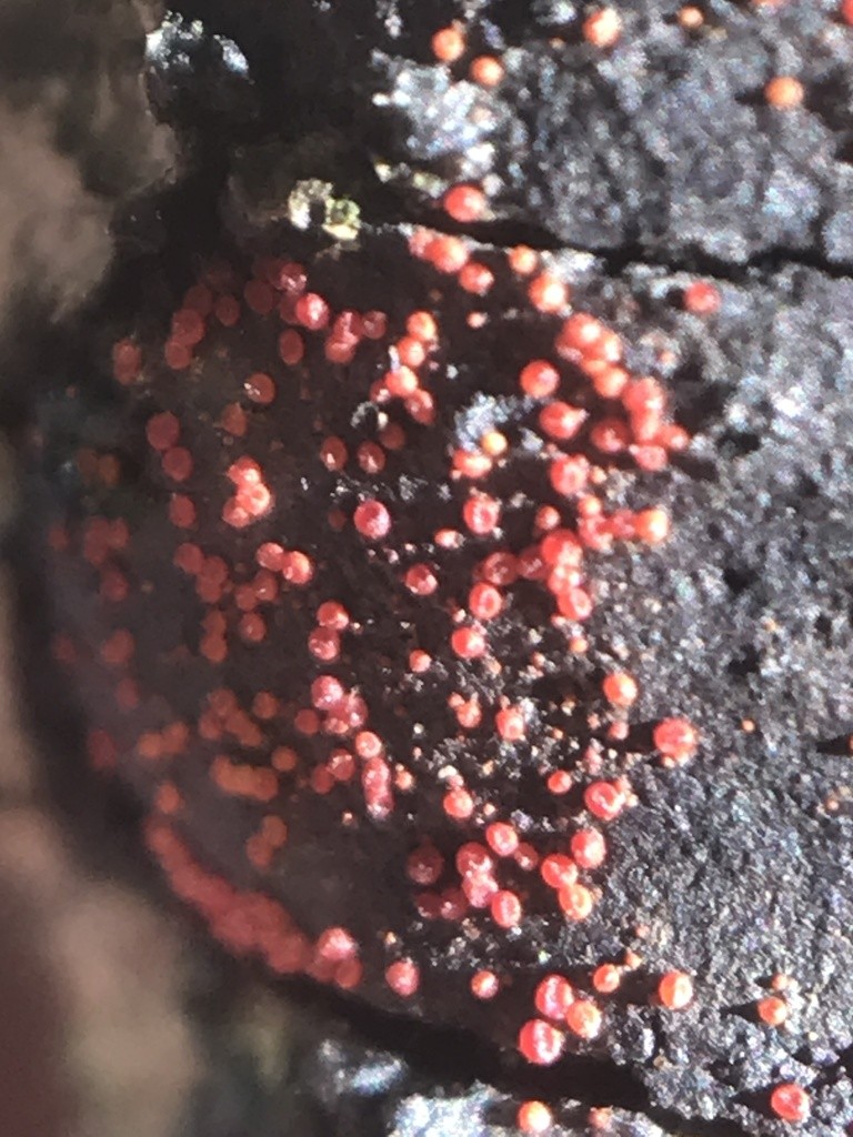 Hypocreales Flower, Leaf, Care, Uses - PictureThis