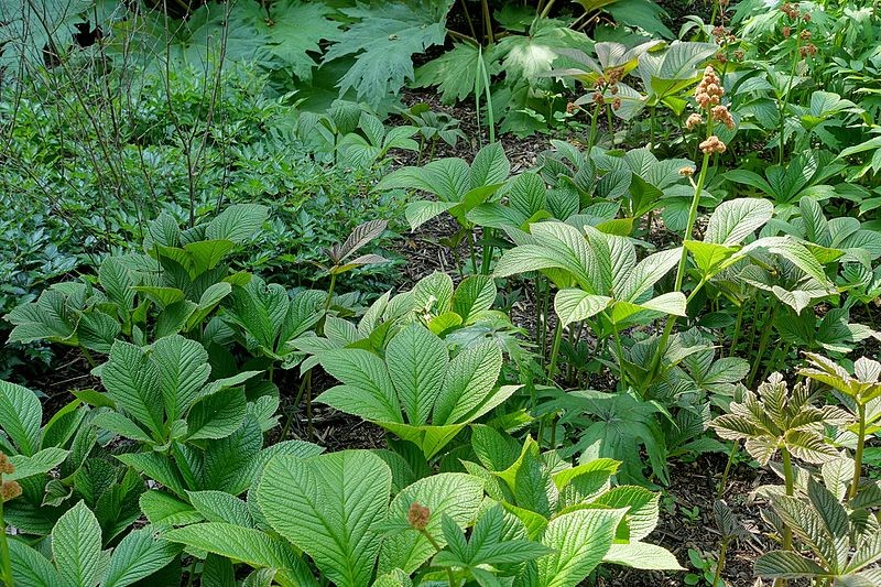 Rodgersia (Rodgersia pinnata) - PictureThis
