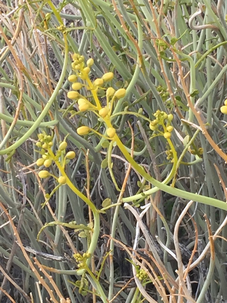 Senna armata - PictureThis