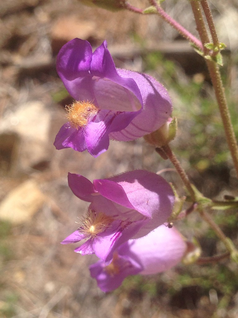 Penstemon grinnellii - PictureThis