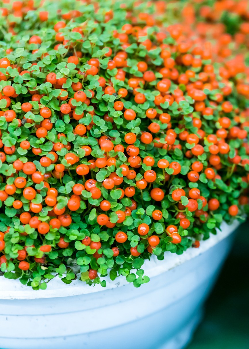 Nertera sinensis Flower, Leaf, Care, Uses - PictureThis