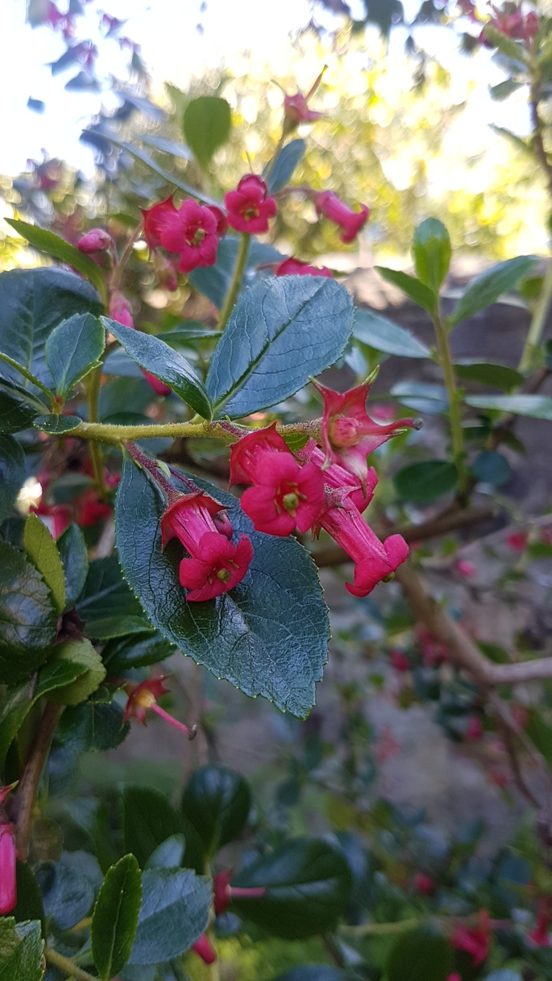 Redclaws (Escallonia) Flower, Leaf, Care, Uses - PictureThis