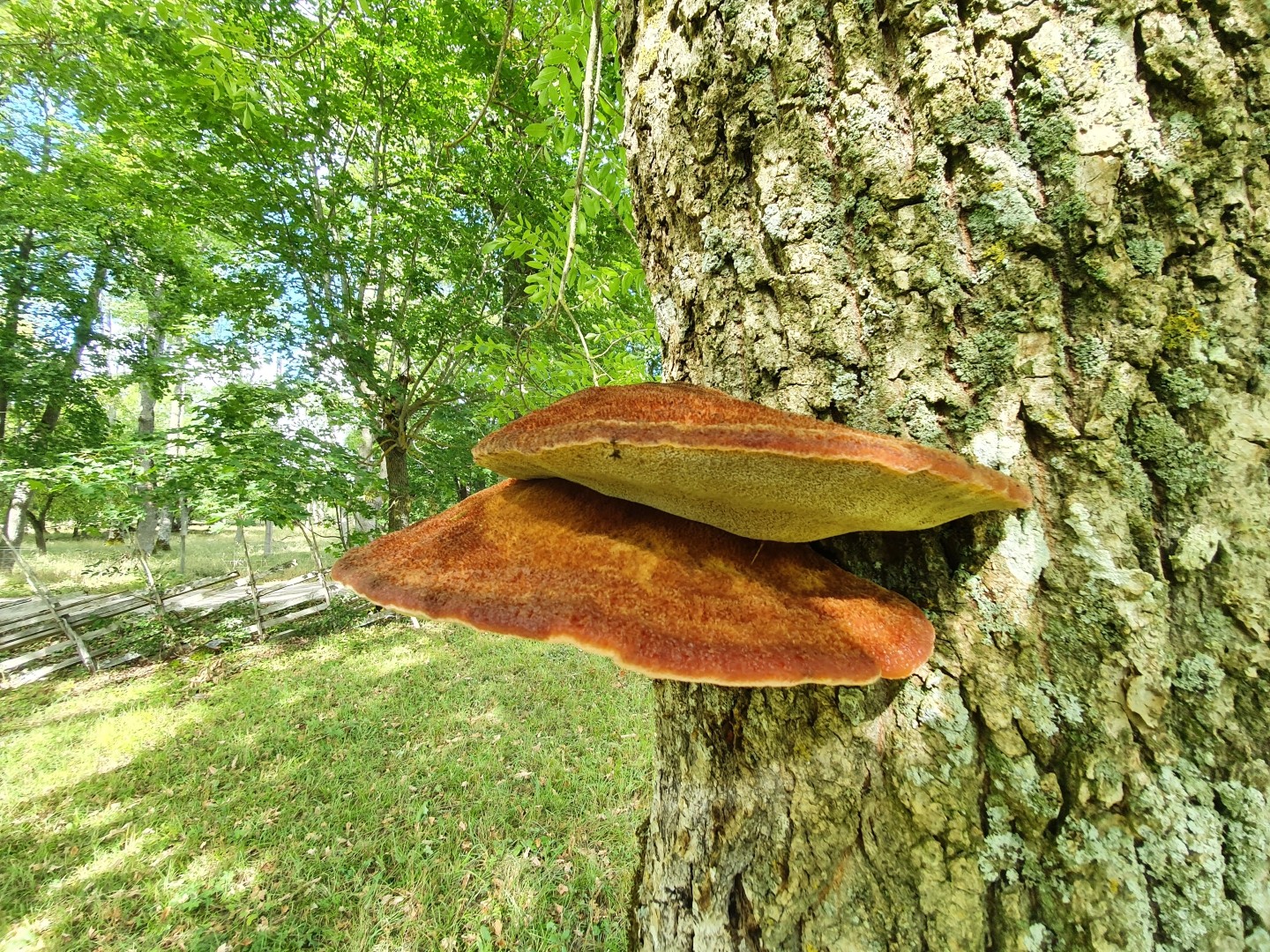 Inonotus Flower, Leaf, Care, Uses - PictureThis