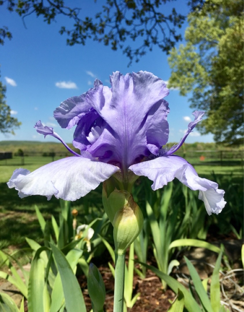 Iris germanica 'Rain Dance' - PictureThis