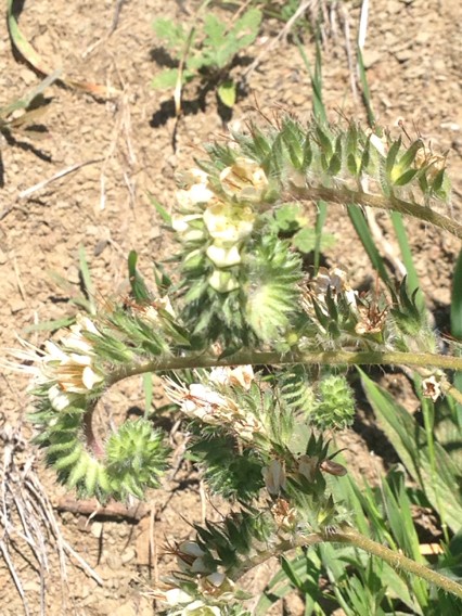 Distant phacelia (Phacelia distans) Flower, Leaf, Care, Uses - PictureThis
