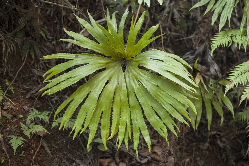 Broad-Leaf Fern Care (Watering, Fertilize, Pruning, Propagation ...