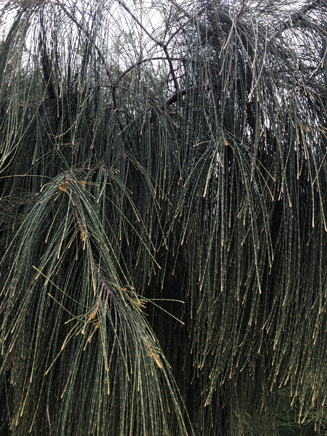 Drooping she-oak Care (Watering, Fertilize, Pruning, Propagation ...