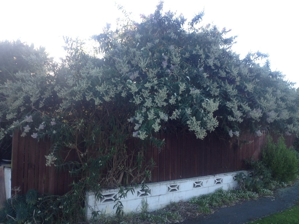 How to Plant and Grow South african sage wood(Buddleja salviifolia)