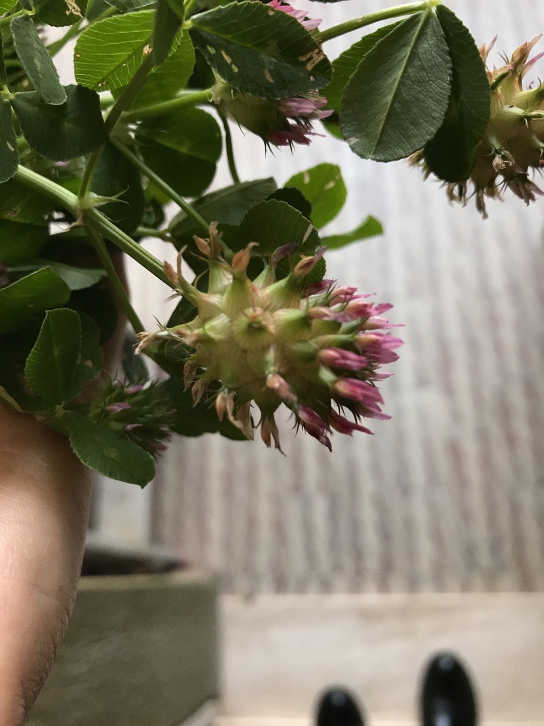 Trébol (Trifolium spumosum) - PictureThis