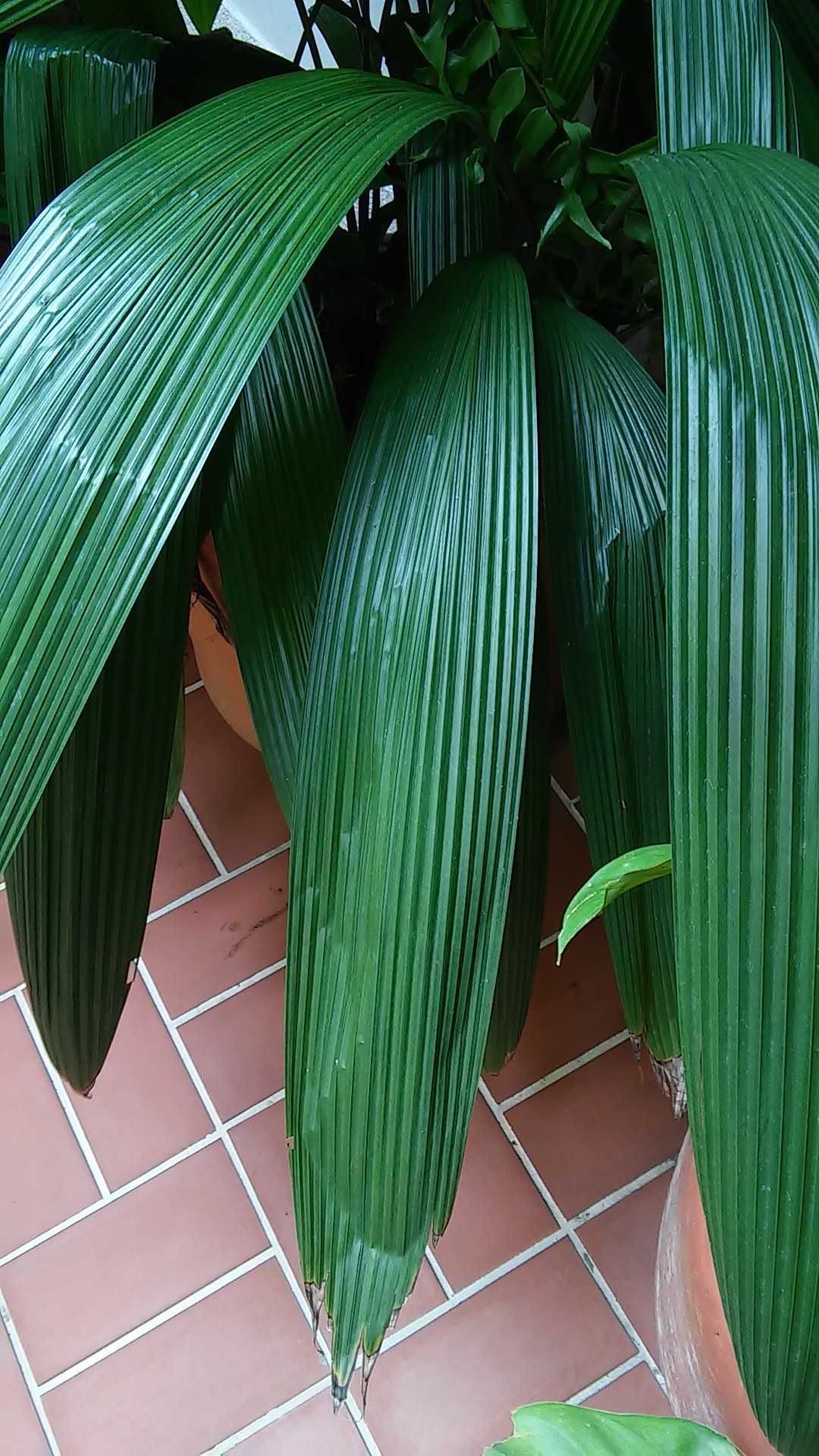 Molineria Flower, Leaf, Care, Uses - PictureThis