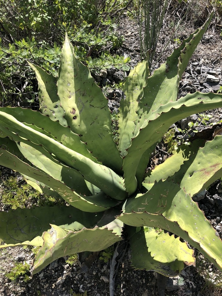 Agave marmorata - PictureThis