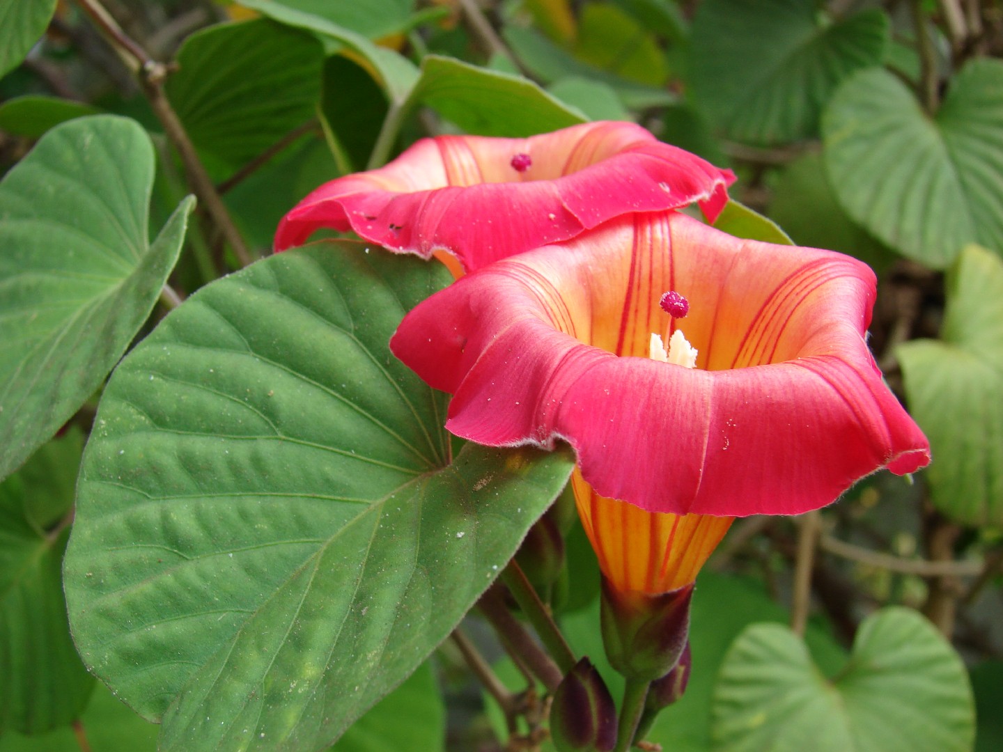Stictocardia tiliifolia Cuidados (Plantando, Fertilizantes ...