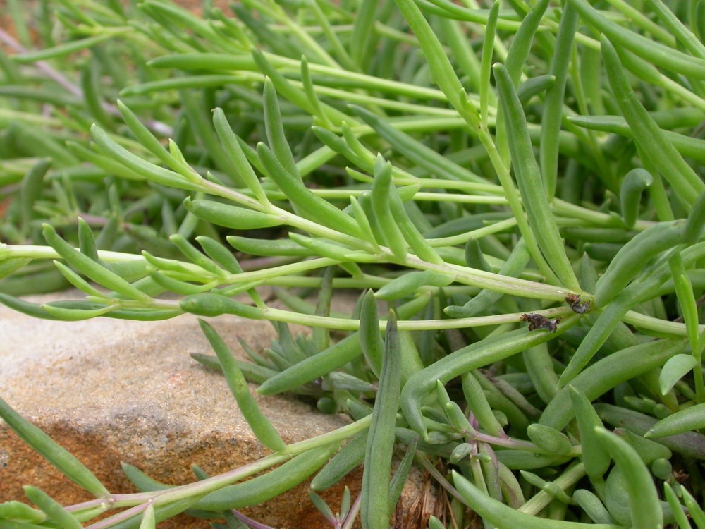 Othonna capensis - PictureThis