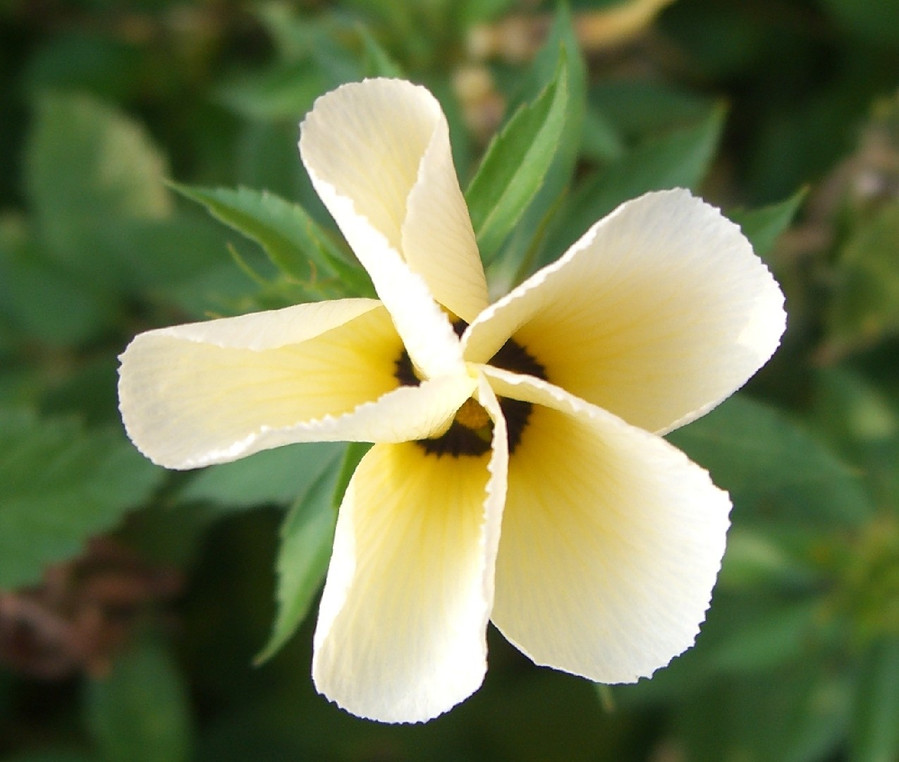 Turnera subulata - PictureThis